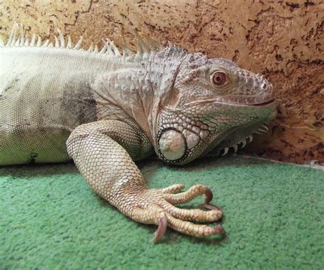 Iguana Boy Our Reptile Forum