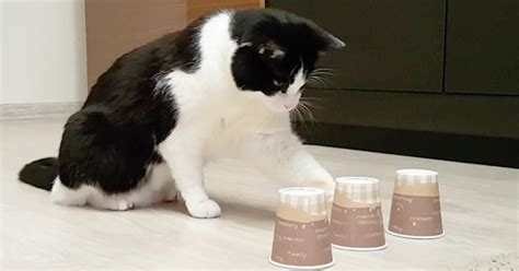 Tricky Cups Quiz By Vrh28