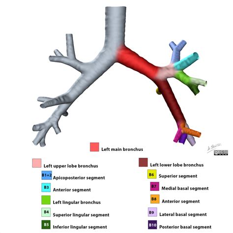 Lung Lobes Lingula Pleura Lung Study Documents Edubirdie