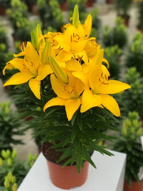 Lilium Asiaticum Tiny Ranger Tiny Ranger Asiatic Lily Green Barn Garden Center