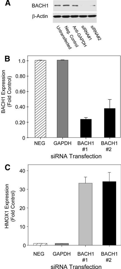 Knockdown Of Bach1 By Sirna Induces Hmox1 Expression Independent Of