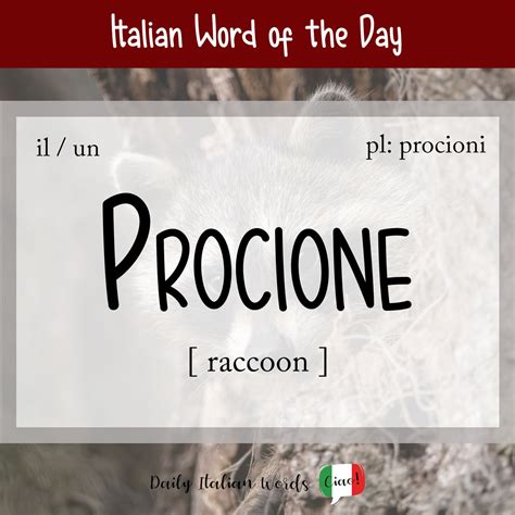 Italian Word Of The Day Procione Raccoon Daily Italian Words