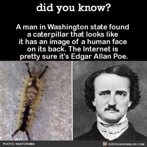 Caterpillar Face Rdamnthatsinteresting