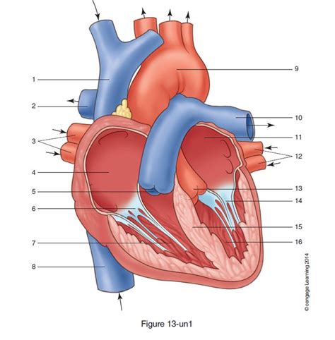 Labeling Cross Section Of Heart Anterior View Diagram Quizlet