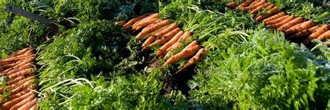Simple Tips For Storing Garden Carrots 2023 AtOnce