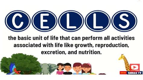 Cell Structure Nd Functions Pptx