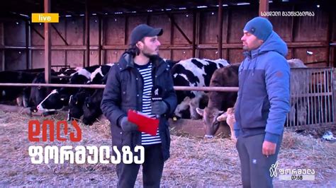 გიორგი ცხადაძე ძროხების ფერმა Youtube