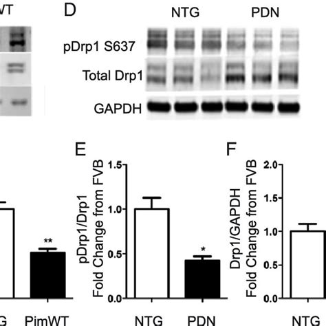 Drp1 Phosphorylation Is Regulated By Pim 1 A F Immunoblot And