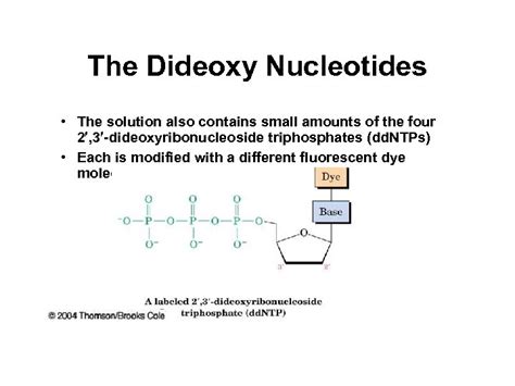 Chapter 28 Biomolecules Heterocycles And Nucleic Acids Based