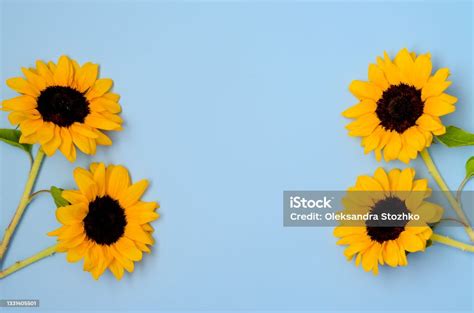 푸른 배경에 잎과 아름다운 신선한 해바라기 플랫 레이 상단 보기 공간을 복사합니다 여름 개념 수확 시간 농업 해바라기 배경 다발에 대한 스톡 사진 및 기타 이미지 Istock