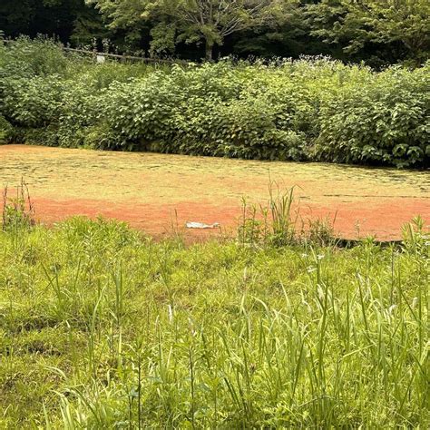 2024 62 小満 私とイチョウの木と朝の散歩から｜コボシ｜coboci
