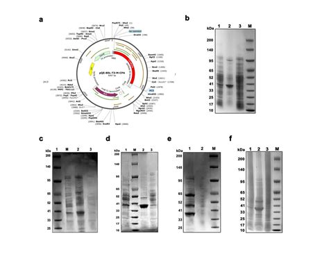 Part Bba K Parts Igem Org