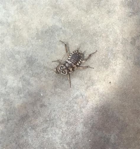 Mexico Bug La Cucaracha R Whatisthisbug