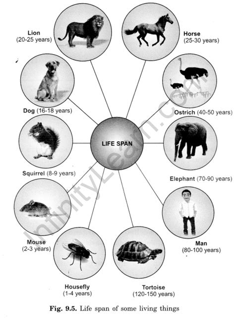 The Living Organisms And Their Surroundings Class 6 Extra Questions