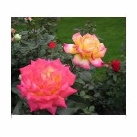 Full Sun Exposure Hybrid Rose Plant For Garden At ₹ 160piece In