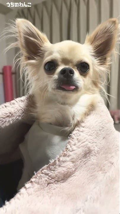 ベロを出しているチワワ【うちのわんこ】 チワワ 犬 Chihuahua Shorts Youtube