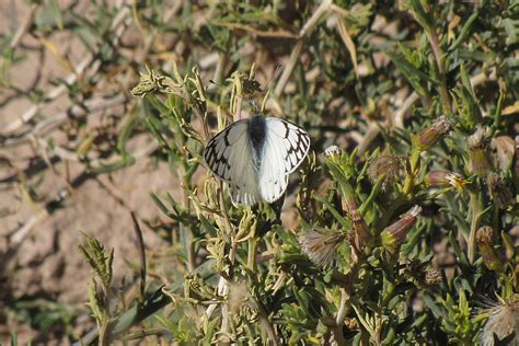 Tatochila Theodice Ecoregistros