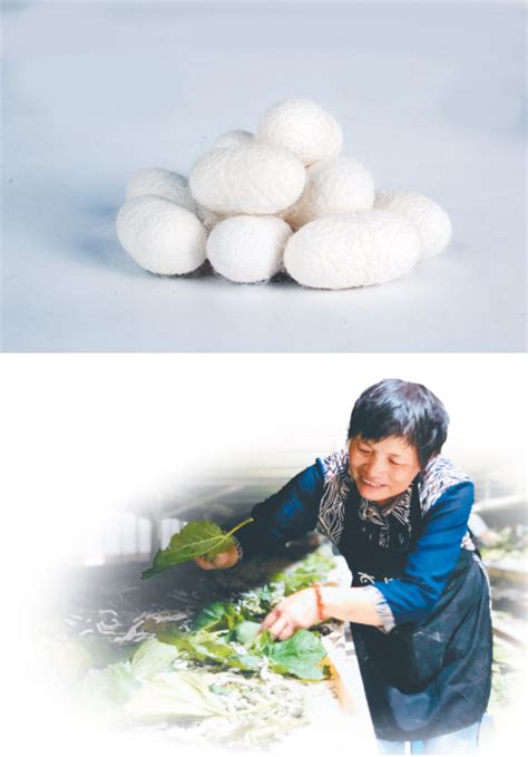 太湖雪的蚕农在喂蚕