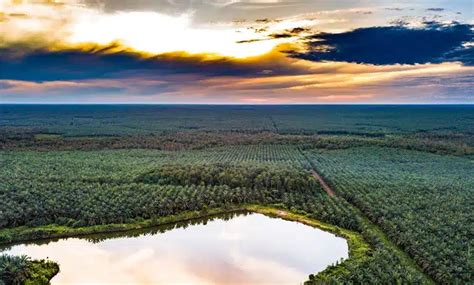 Agro Indomas Group Miliki Lahan Sawit Seluas 26 981 Hektar Di Sampit