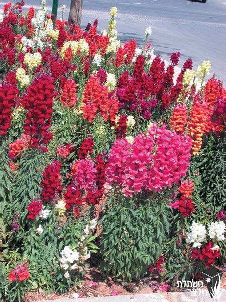 לוע ארי Antirrhinum משתלות מלצר משתלה לצמחים רב שנתייםשיחיםסוקולנטים עונתיים מטפסים