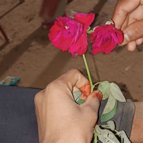 Md Arif Ansari Youtube