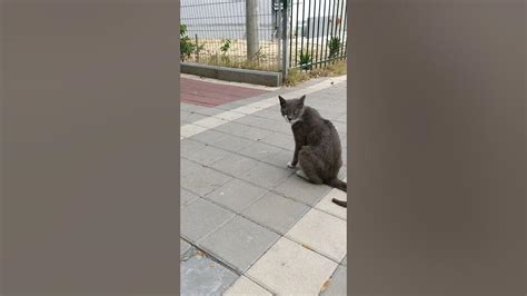 Кошки кушают мясо на улице 🐈 Смешные коты 😹 Милые животные 🐆 Stray Cats