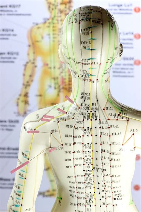 Printable Female Acupuncture Points Chart