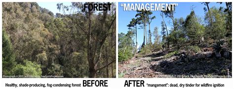 Burned Forest Before And After