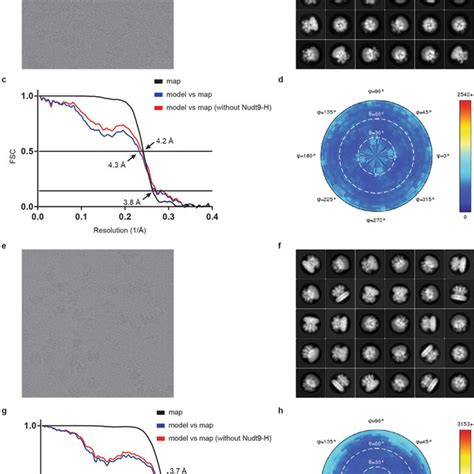 Cryo Electron Microscopy Analysis Of Full Length Drtrpm2 In The Download Scientific Diagram