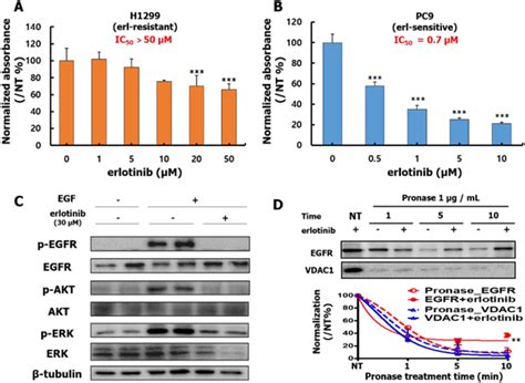 Erlotinib Treatment Of Nsclc Cell Lines A Effect Of Erlotinib On The