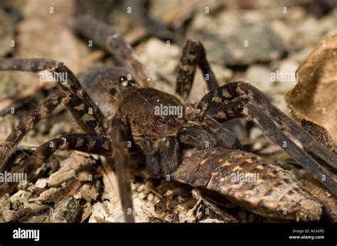 Wandering Spider Eating A Cockroach In The Amazon Rainforest Ecuador