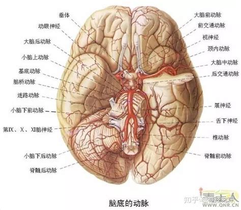 解剖 最全神经系统解剖图来了，每个医生都该看看 知乎
