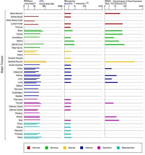 Capn3 Gene Genecards Can3 Protein Can3 Antibody