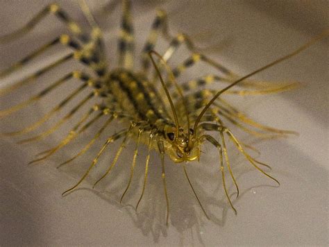 Centipedes And Millipedes Pest Control And Extermination Services