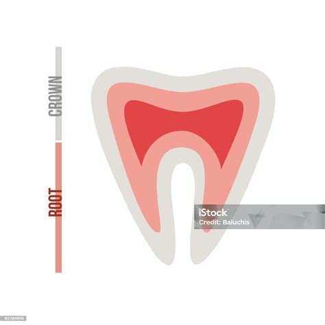 Tooth Vector Illustration Stock Illustration Download Image Now Art