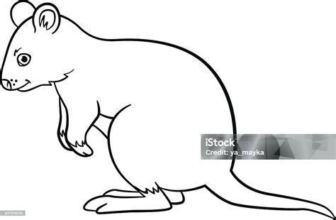 색칠 페이지 작은 귀여운 Quokka 미소 검은색에 대한 스톡 벡터 아트 및 기타 이미지 검은색 교육 귀여운 Istock