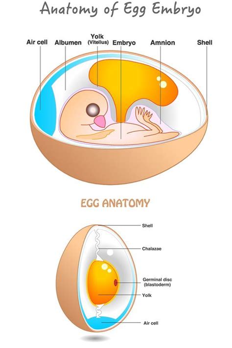 How To Tell The Difference Between Fertile And Infertile Eggs At Ruth