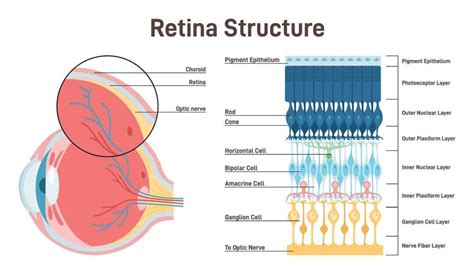 Understanding Oct Retinal Scan A Comprehensive Guide