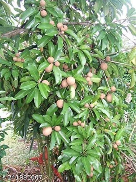 Plant Ghar Chiku Plant