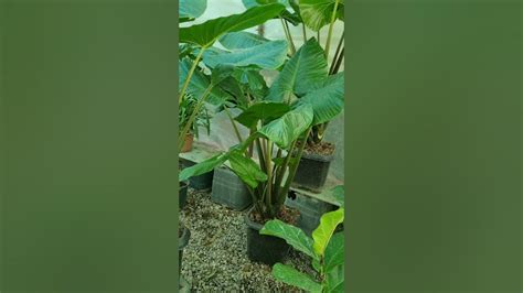 بابا ادم Youtube