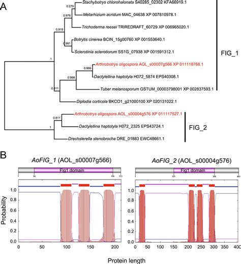 Phylogenetic Analysis And Protein Structures Prediction A Download Scientific Diagram
