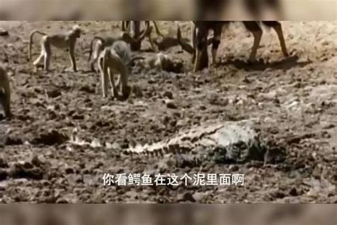 鳄鱼怪物不能杀死狒狒，狒狒攻击其他动物 豹，鹰，野狗！狒狒其他攻击