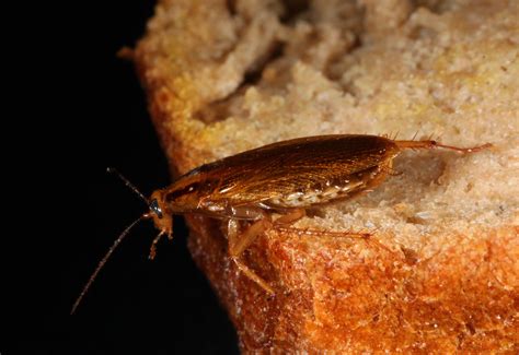 Meet The Scientists Who Are Making Bread With Cockroach Flour