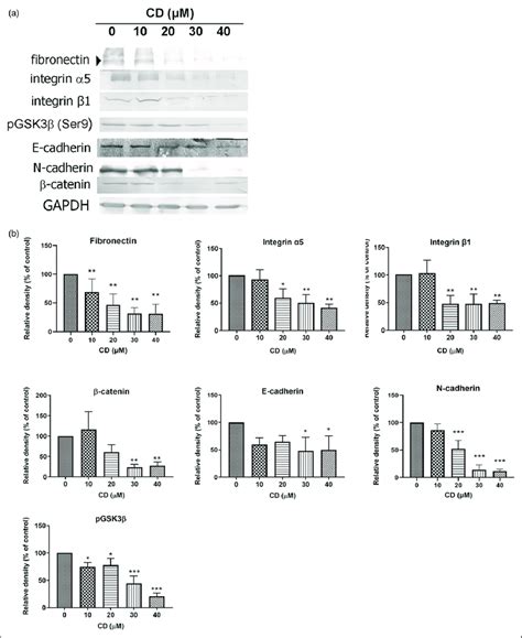 Cd Suppressed Migration And Invasion Occur Through The Download