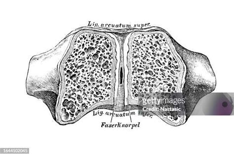 22 Pubic Symphysis Stock Illustrations High Res Illustrations Getty