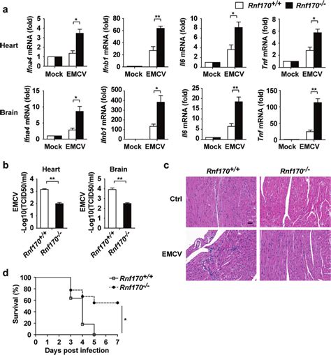 Rnf170 Inhibits Tlr3 Triggered Innate Immune Responses In Vivo A