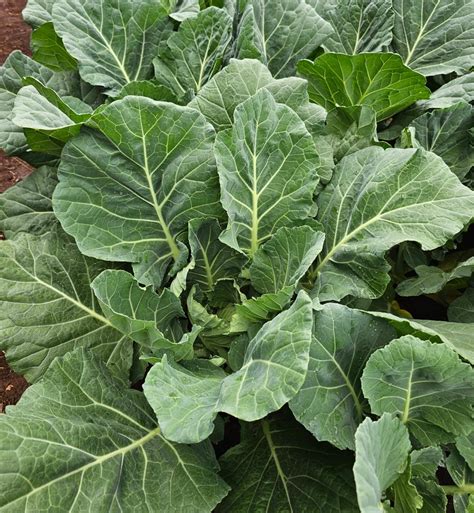 Collards Southern Georgia