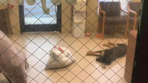 Ladolescent Désemparé A Confié Le Chien à Un Refuge Quand Il A Dit