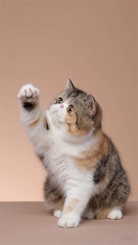 猫咪 猫 幼猫奶猫 猫猫 大猫 可爱 动物 宠物 壁纸