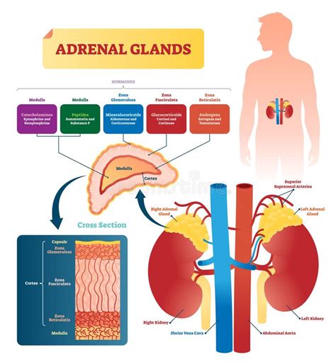Glándulas Suprarrenales Del Sistema Endocrino Diagrama Del Ejemplo Del